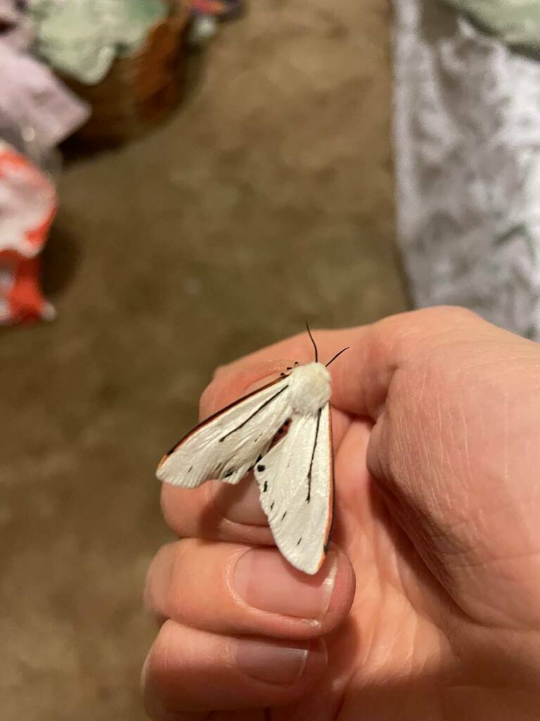 Donovan's Tiger Moth from Vittoria NSW 2799, Australia on February 29 ...