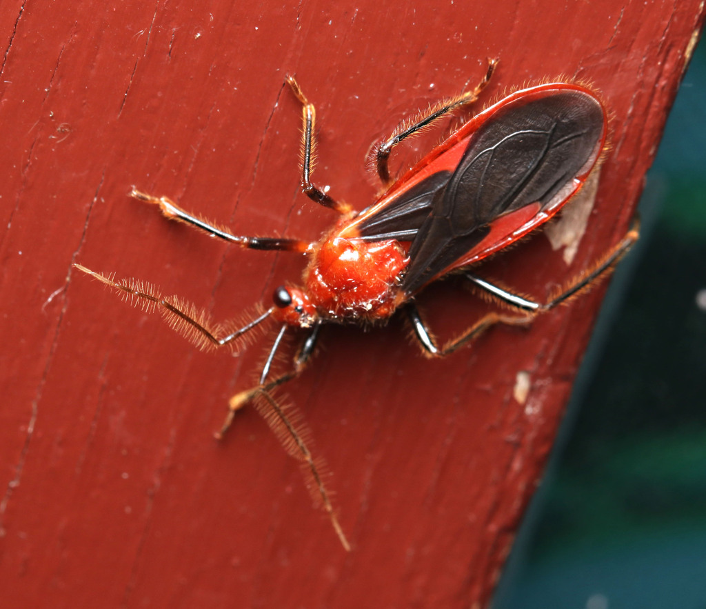 Millipede Assassin Bugs in February 2024 by juliegraham173 · iNaturalist