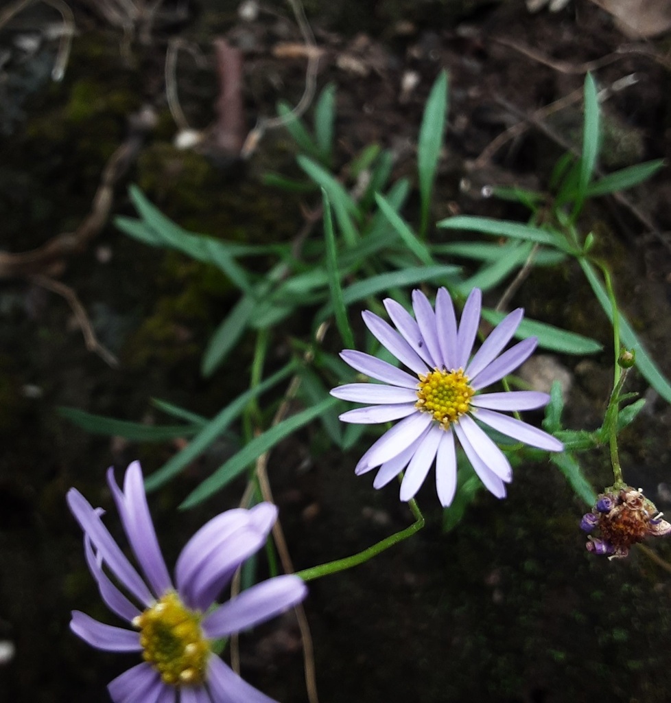 grass daisy from Kanangra-Boyd National Park, Ganbenang NSW 2790 ...