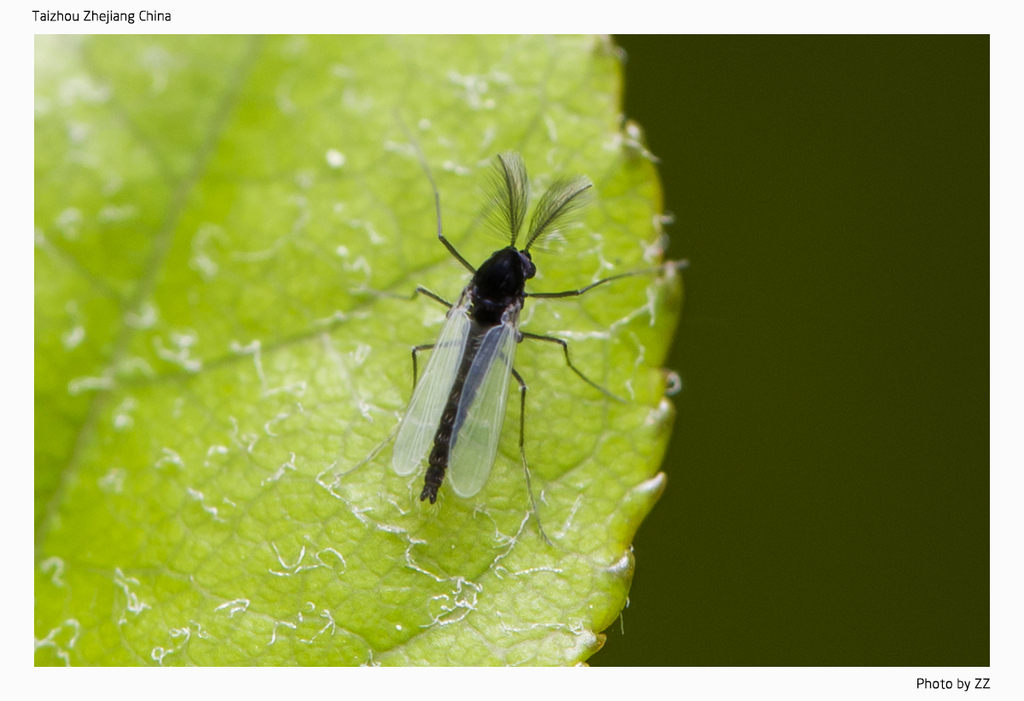 Winter Midges from Taizhou, Zhejiang, China on April 1, 2023 at 10:55 ...