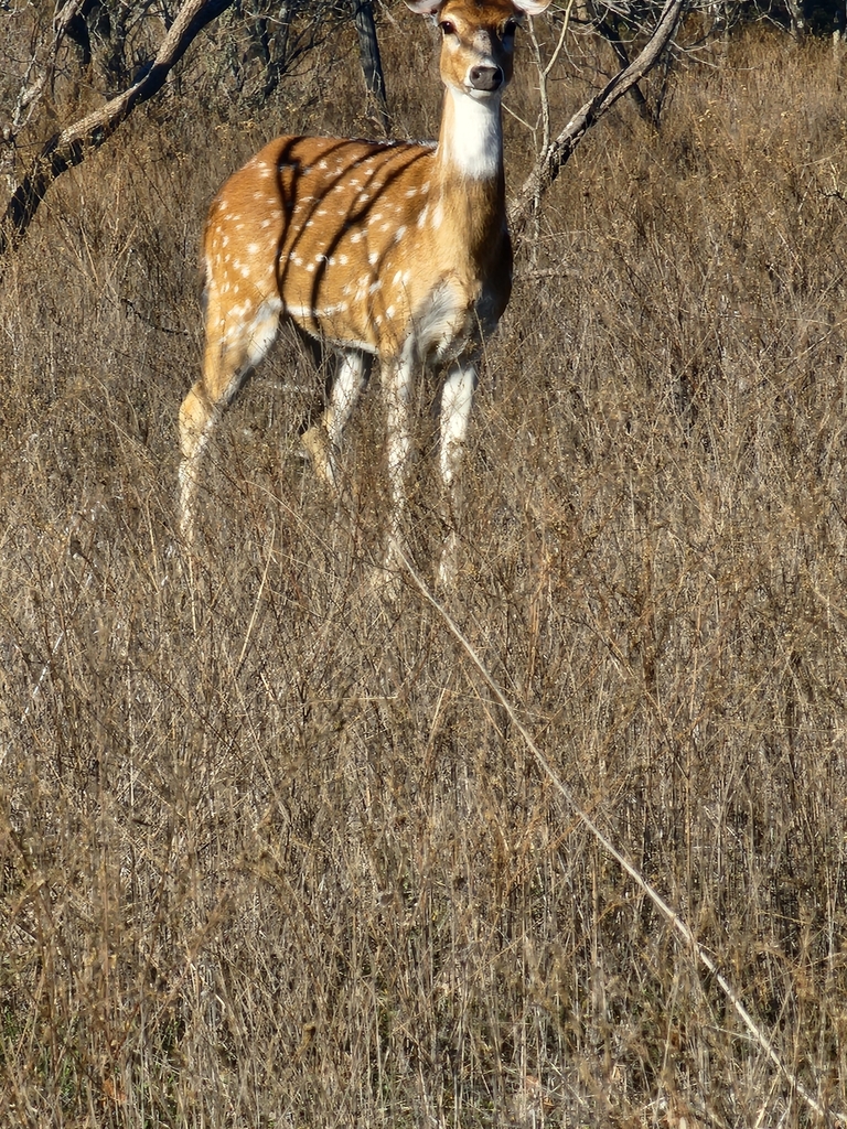 Chital from Santo, TX 76472, USA on January 28, 2024 at 09:38 AM by ...