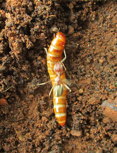 Large Pugnacious Ant from Serowe Botswana on February 28, 2024 by ...