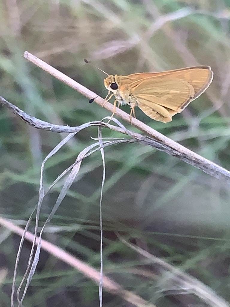 Orange Grass-dart in February 2024 by Braden Mcdonald · iNaturalist
