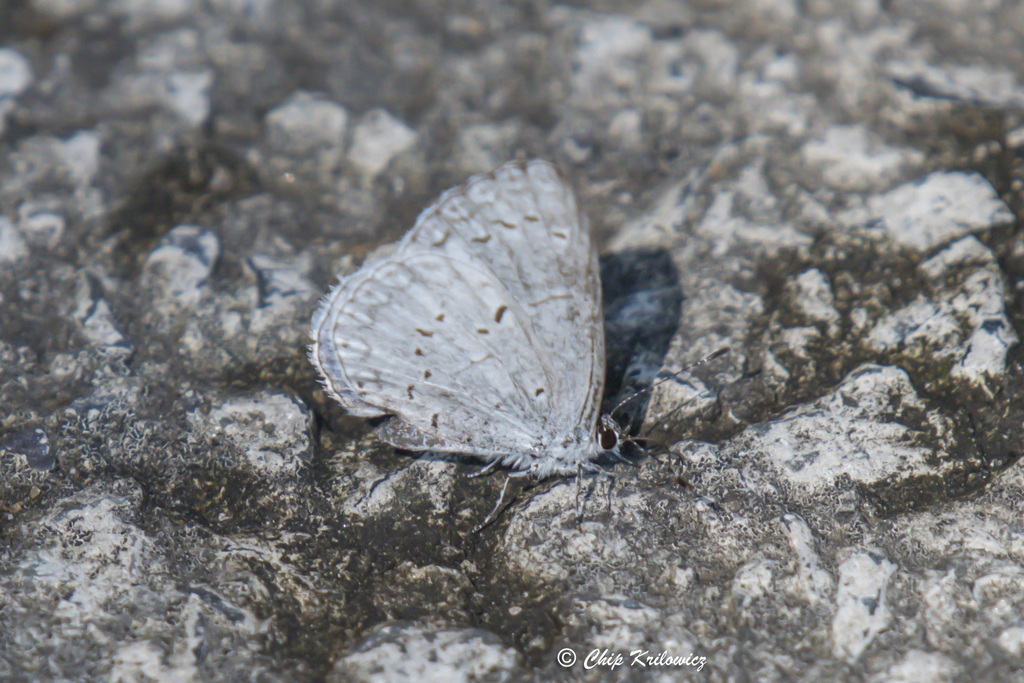 Summer Azure from Haddon Township, NJ, USA on May 30, 2019 at 08:49 AM ...
