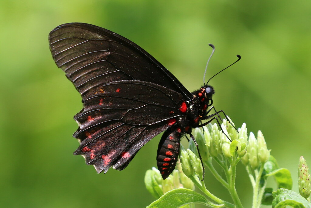 Variable Swallowtail from National Butterfly Center, Mission, TX on May ...