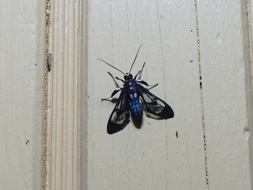 Pheia utica from Corbin Local Wildlife, 68 Belmont Farm Road, Mason ...