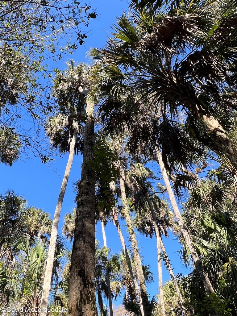 Coryphoideae from Highlands County, FL, USA on February 23, 2024 at 09: ...