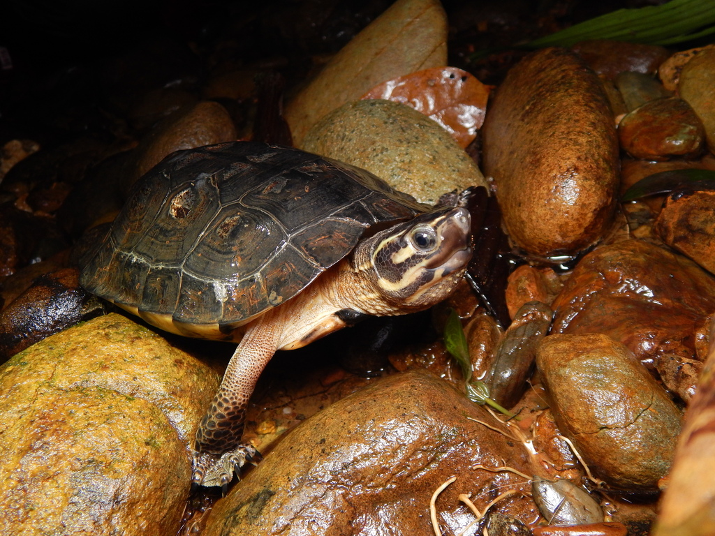 Large-nosed Wood Turtle in August 2022 by Khristian Venegas Valencia ...