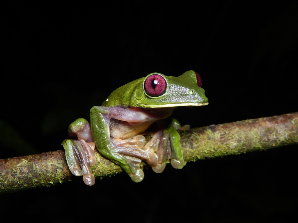 Gliding Leaf Frog in August 2022 by Khristian Venegas Valencia ...