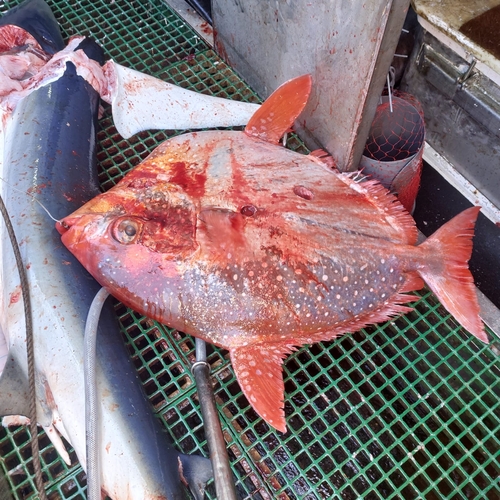 Subgenus Lampris · iNaturalist