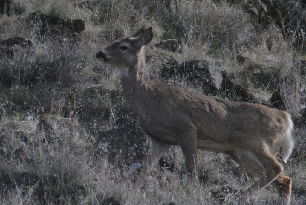 Northern Rocky Mountains White-tailed Deer in April 2019 by Sean Cozart ...