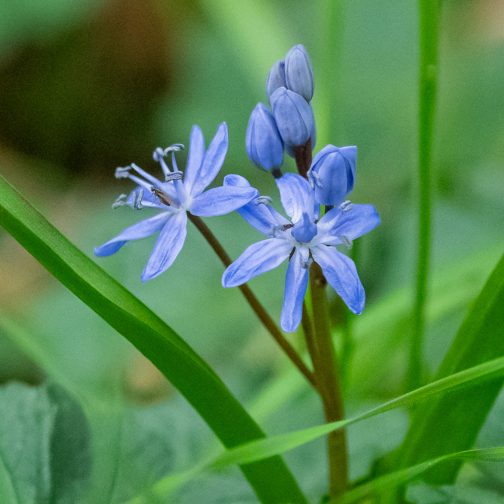 Alpine Squill (Scilla bifolia) - Botanical Realm