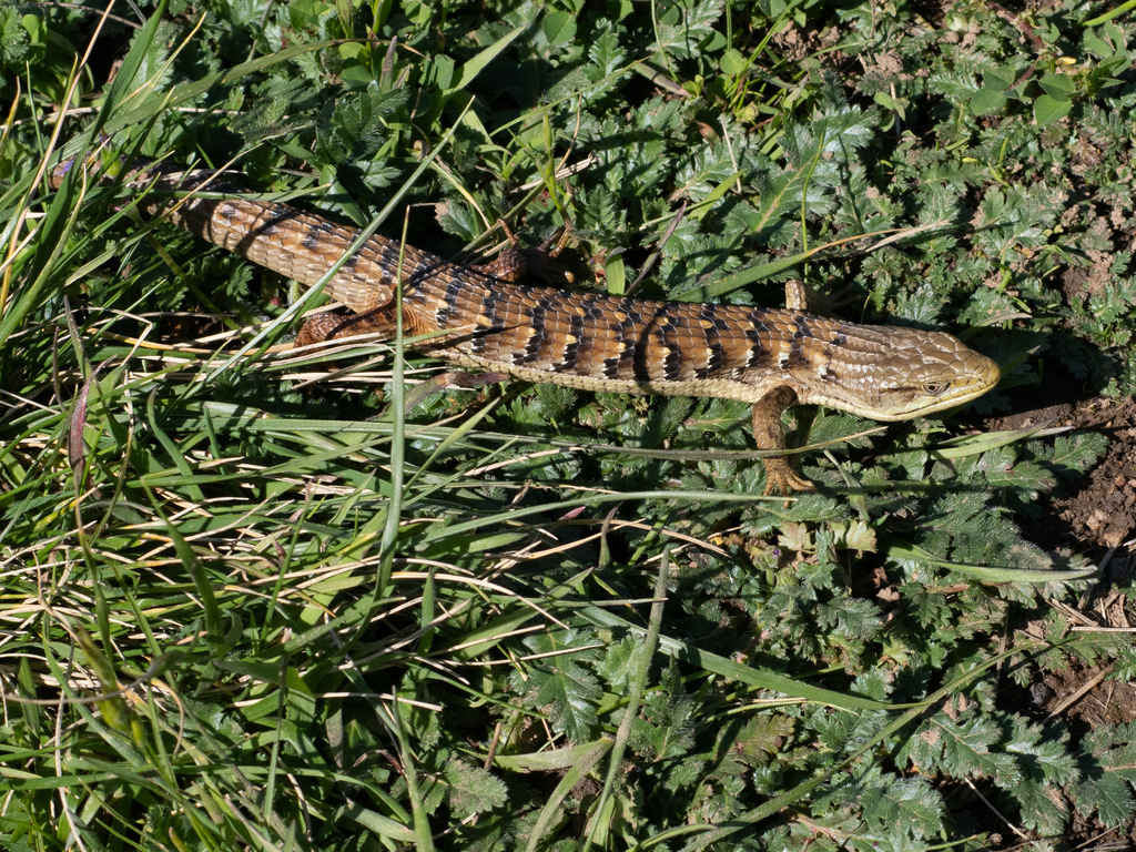 San Diego Alligator Lizard from Riverside County, CA, USA on February ...