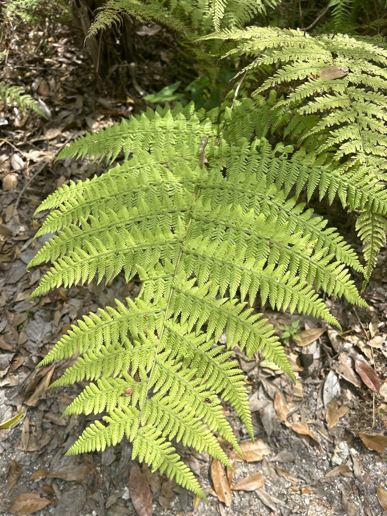 Mariana Maiden Fern from Boyd Hill Nature Preserve, Saint Petersburg ...