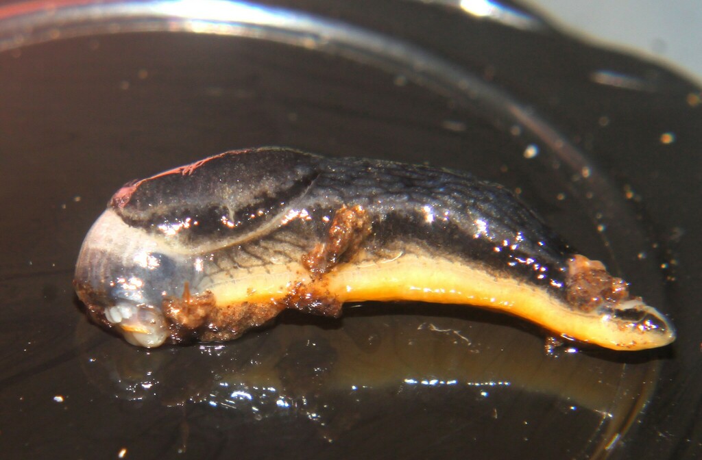 hortensis-group Arion Slugs from Wilkes-Barre, PA, USA on February 29 ...