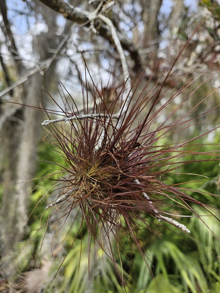 southern needleleaf airplant from Yeehaw, FL 34972, USA on February 29 ...