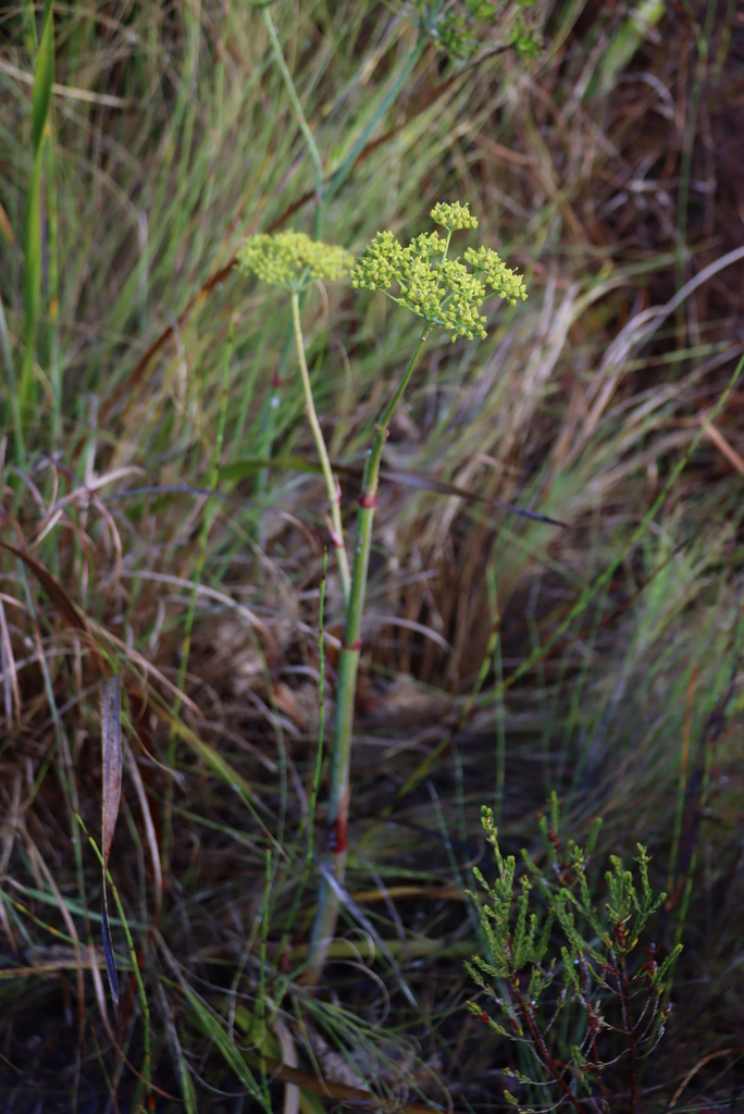 Tornleaf Kalmoes from Noordhoek ridge walk (south loop) from SIlvermine ...