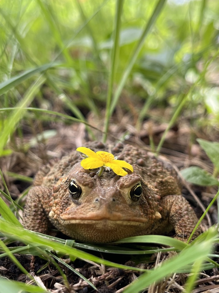 North American Toads from Delta County, MI, USA on August 8, 2022 at 03 ...