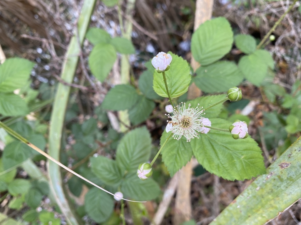 Pennsylvania Blackberry from Sunrail Dr, Sanford, FL, US on February 29 ...