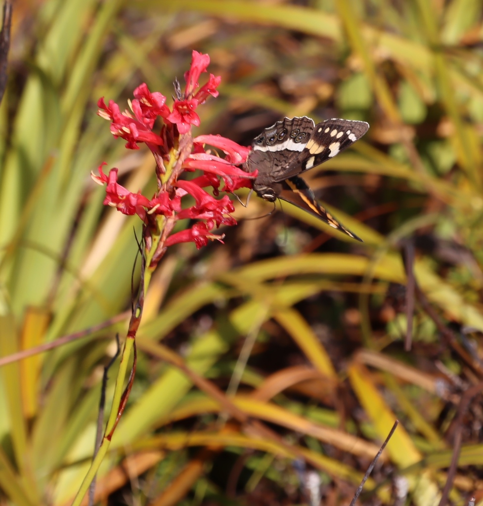 Table Mountain Beauty from Noordhoek ridge walk (south loop) from ...