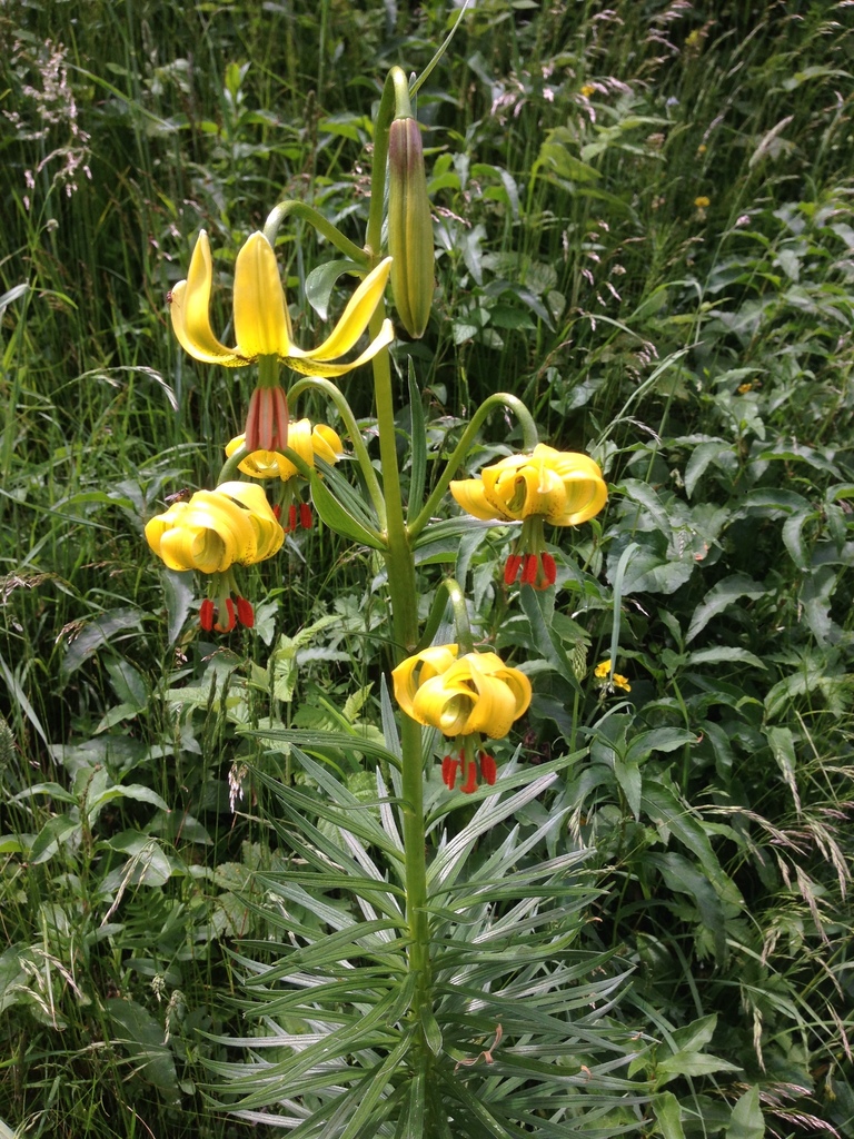 (Liriotypus) - Botanical Realm