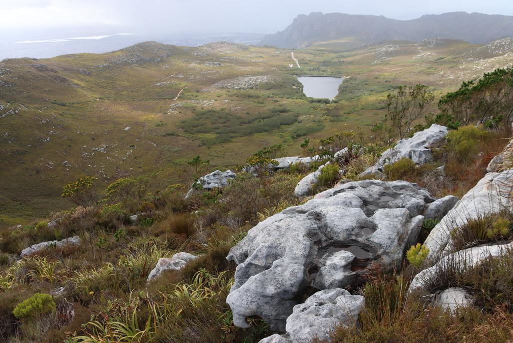 Heady Capegorse from Noordhoek ridge walk (south loop) from SIlvermine ...