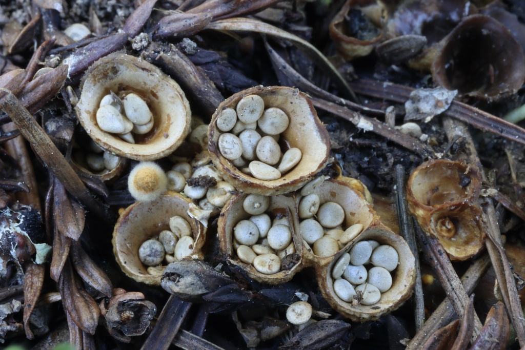 Crucibulum from Marra Rd, Occidental, CA, US on February 27, 2024 at 01 ...