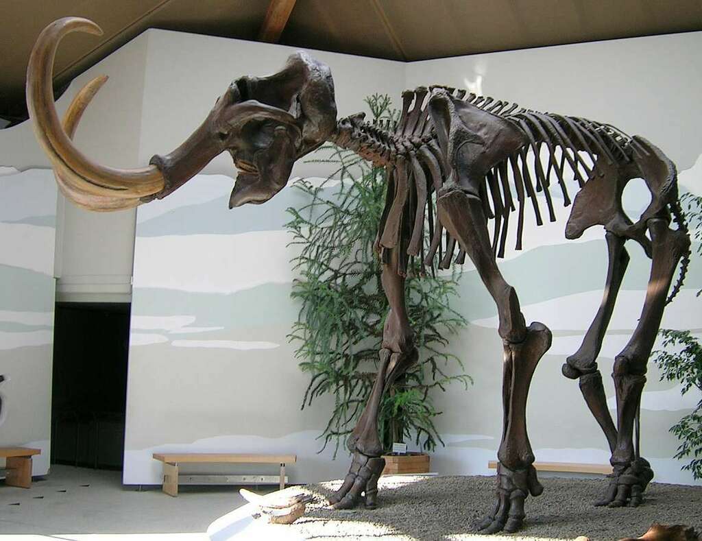 Mammoths (Mammuthus) - Know Your Mammals