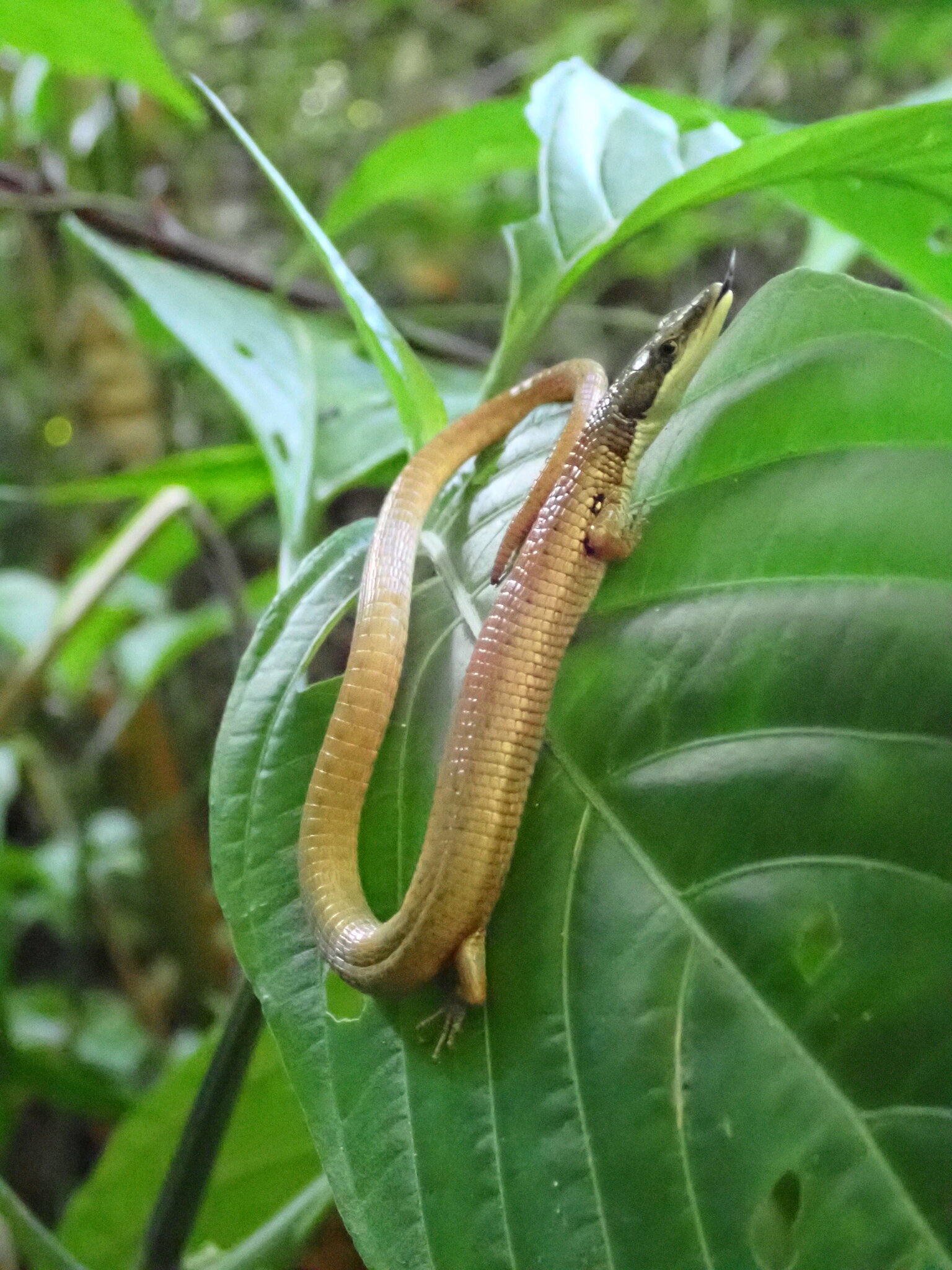 STRI Research Portal Detailed Collection Record Information