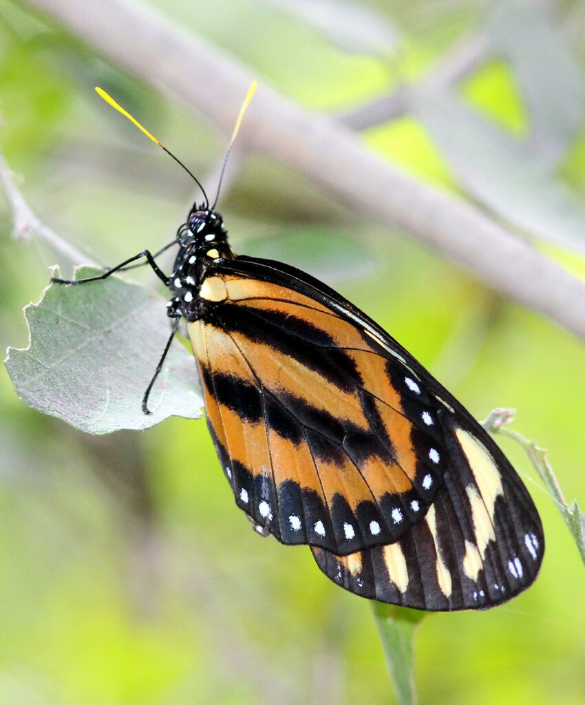 Lycorea halia atergatis from National Butterfly Center, Mission, TX on ...