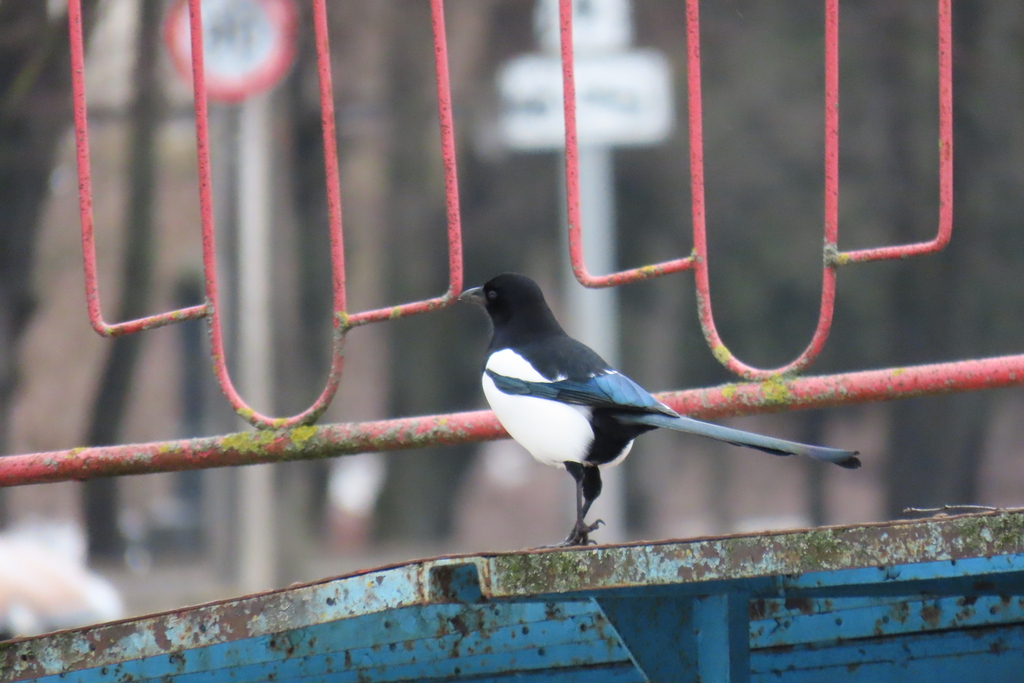 Eurasian Magpie from Псков, Псковская обл., Россия on February 29, 2024 ...