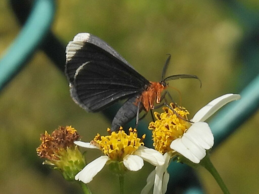 White-tipped Black from Limestone Creek Natural Area, FL 33458, USA on ...