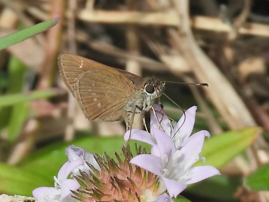 Three-spotted Skipper from Limestone Creek Natural Area, FL 33458, USA ...