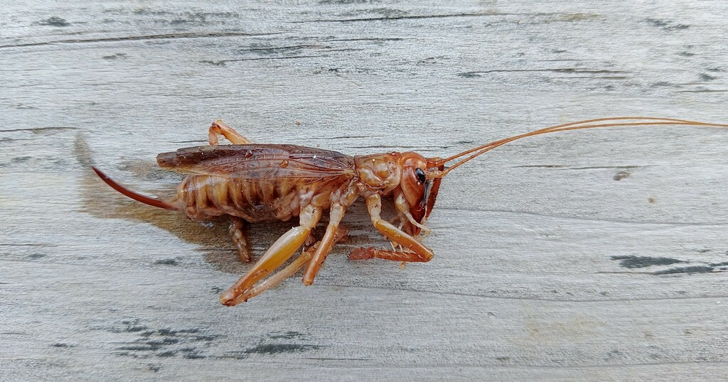 Australian raspy cricket from Mount Roskill, Auckland, New Zealand on ...