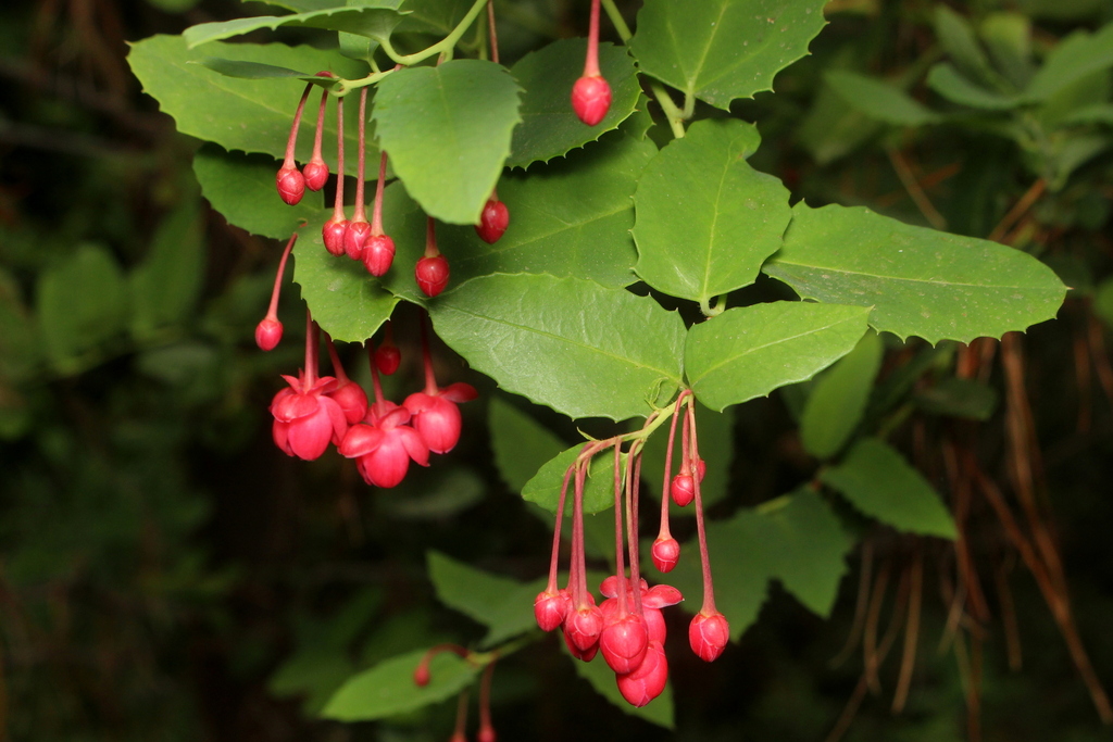 coral vine from Arauco Province, Bio Bio, Chile on February 24, 2024 at ...