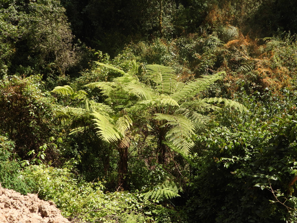 Spiny Tree Fern from Malinaltepec, Gro., México on February 23, 2024 at ...