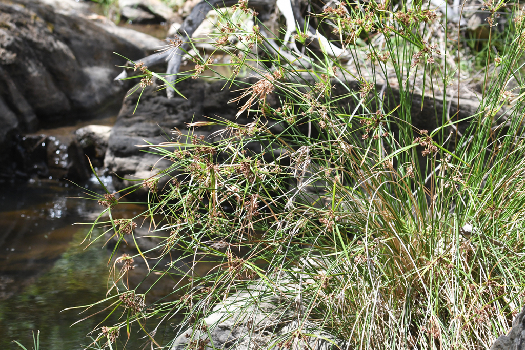 Stiff-leaved Flat-sedge from Woodforde SA 5072, Australia on February ...