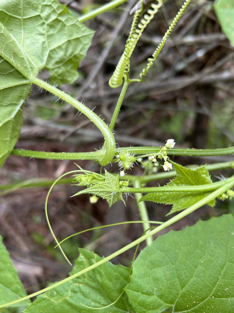 Mawhai from Jacksonia Grove, Bega, NSW, AU on March 1, 2024 at 08:37 AM ...