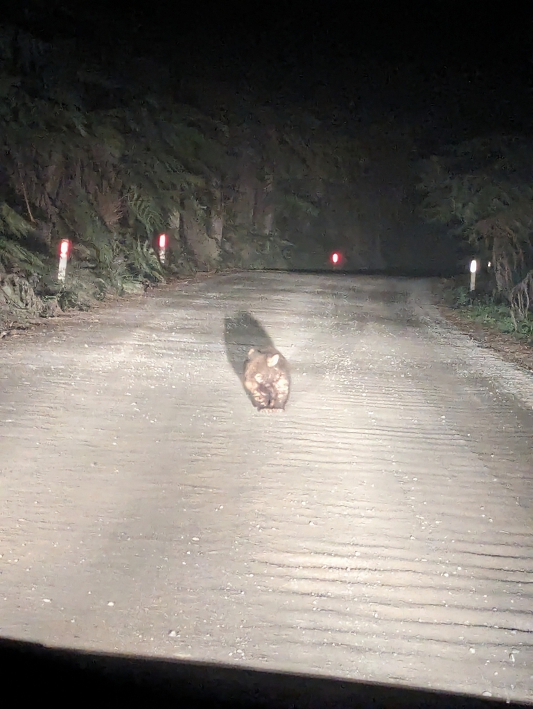 Bare-nosed Wombat from The Patch VIC 3792, Australia on February 27 ...