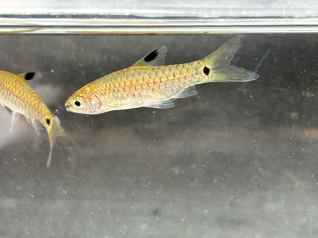 Enteromius leonensis from Bo, Sierra Leone on January 9, 2024 at 02:04 ...