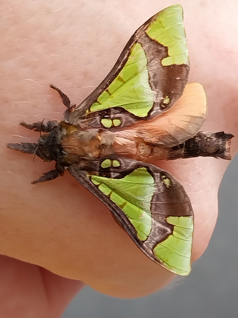 Splendid Ghost Moth from Kotara NSW 2289, Australia on March 01, 2024 ...