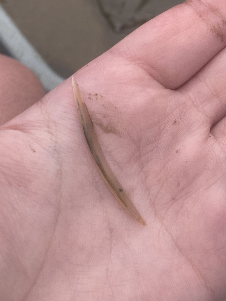 Florida Lancelet from Gulf of Mexico, Dauphin Island, AL, US on ...