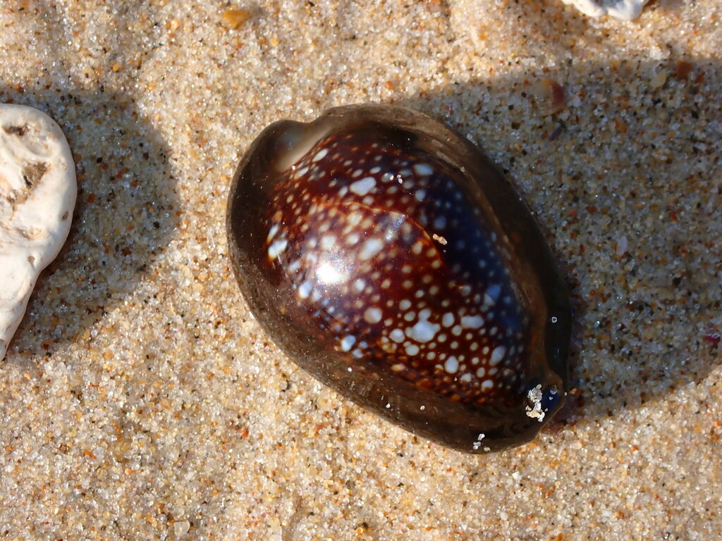 Snakehead Cowrie from Bundagen NSW 2454, Australia on February 29, 2024 ...