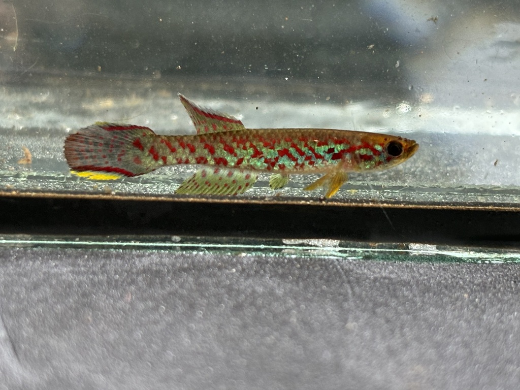 (Scriptaphyosemion fredrodi) - Marine Life Identification