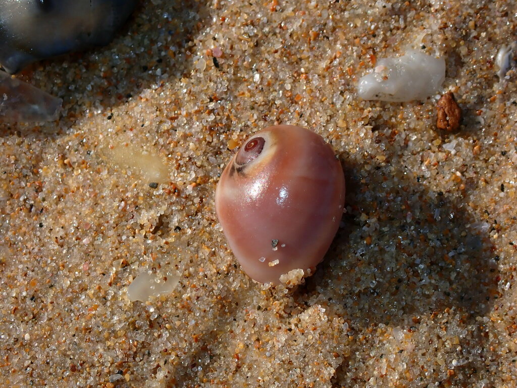 Conuber melastoma from Bundagen NSW 2454, Australia on February 29 ...