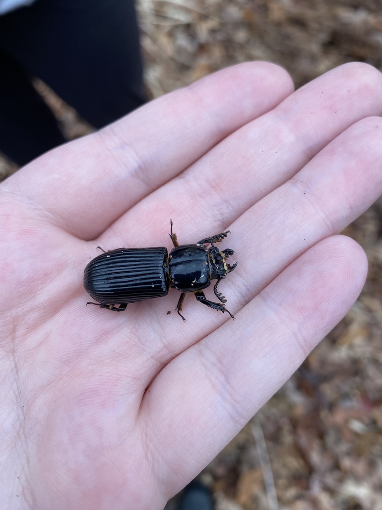 Horned Passalus Beetle from Shawnee State Forest, West Portsmouth, OH ...