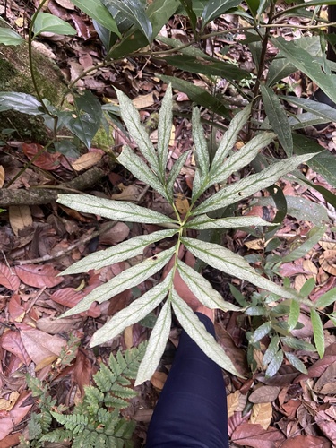 Asterostigma lombardii · iNaturalist
