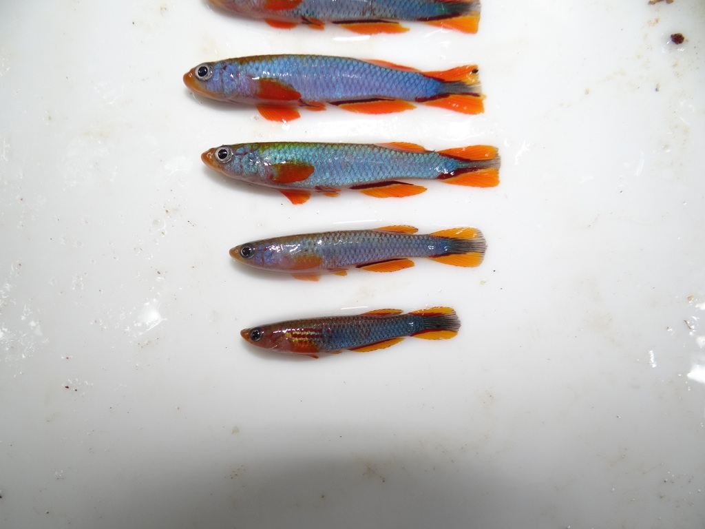 Aphyosemion cryptum from Mayoko, Republic of the Congo on November 13 ...