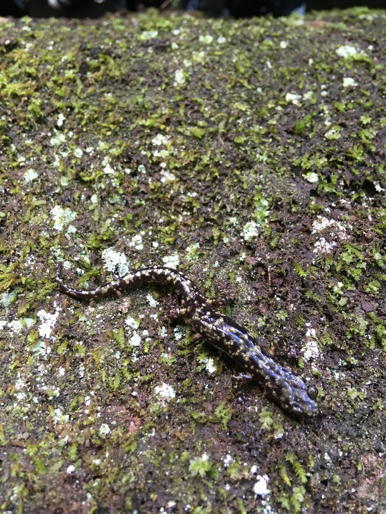 Climbing Salamanders in April 2019 by petekleinhenz · iNaturalist