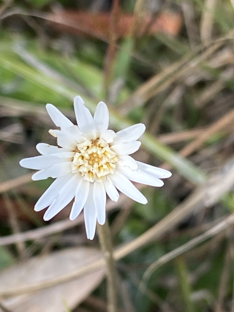 Pineland Daisy from Christmas, FL, US on February 29, 2024 at 03:15 PM ...